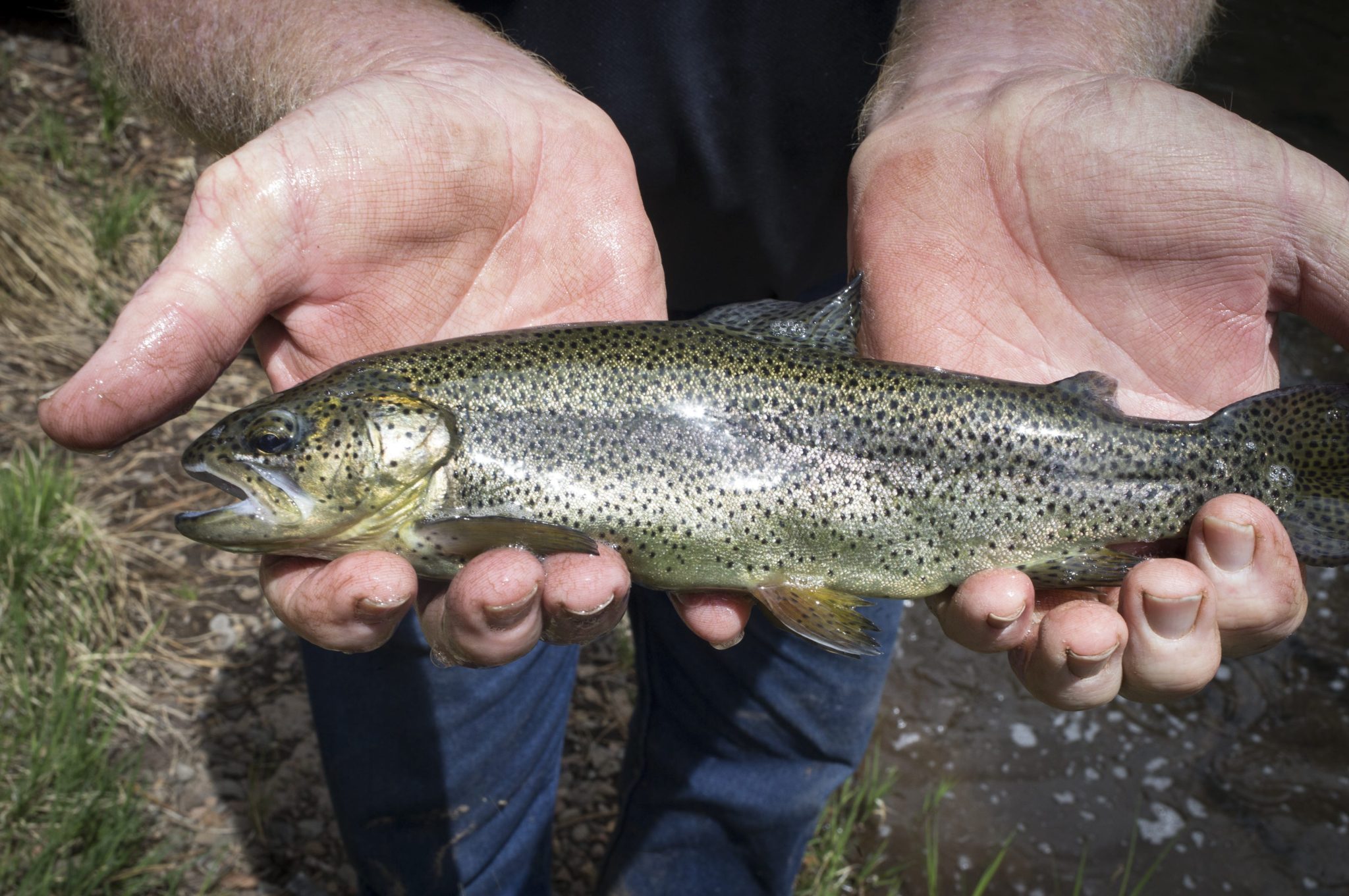 Here's what to know about a proposal to remove the Apache trout from ...